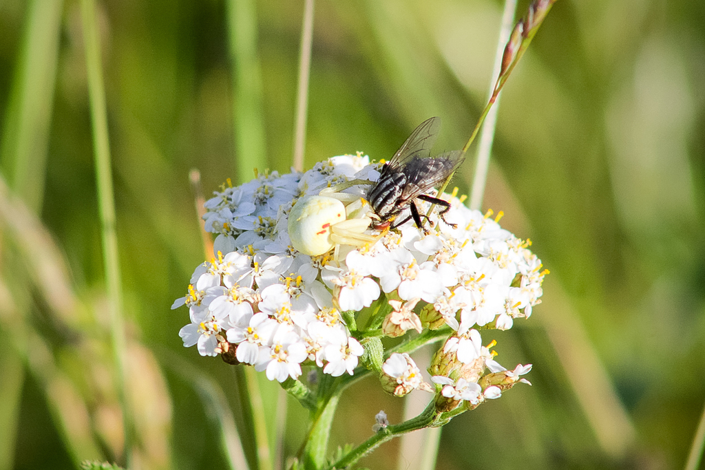 Common Flesh Flies from Рангазар, Респ. Татарстан, Россия, 423359 on ...