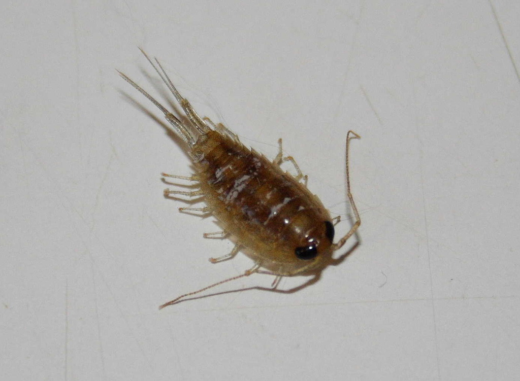 Copepods (Marine Plankton of the Southeast United States) · iNaturalist