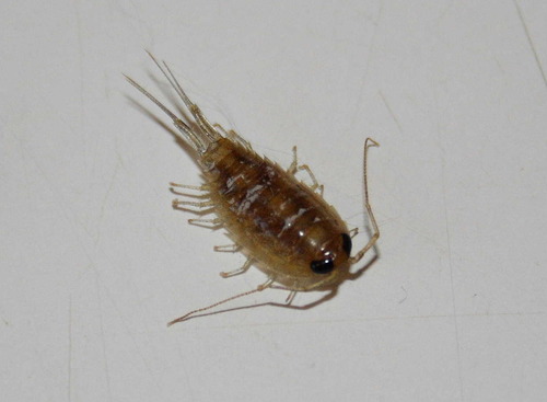 Copepods (GFF: A Field Guide to Silicon Valley) · iNaturalist