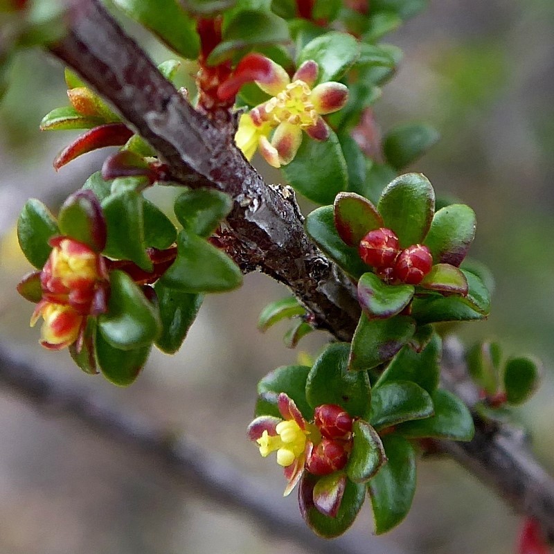 picrodendron family (Picrodendraceae) - Botanical Realm