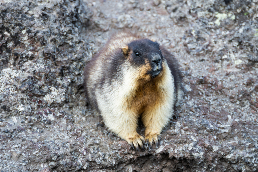 Black-capped Marmot (Marmota camtschatica) - Know Your Mammals