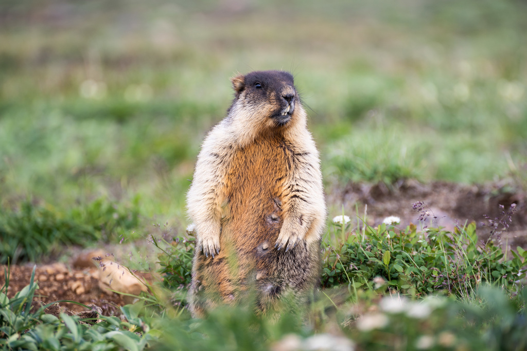 Black-capped Marmot (Marmota camtschatica) - Know Your Mammals