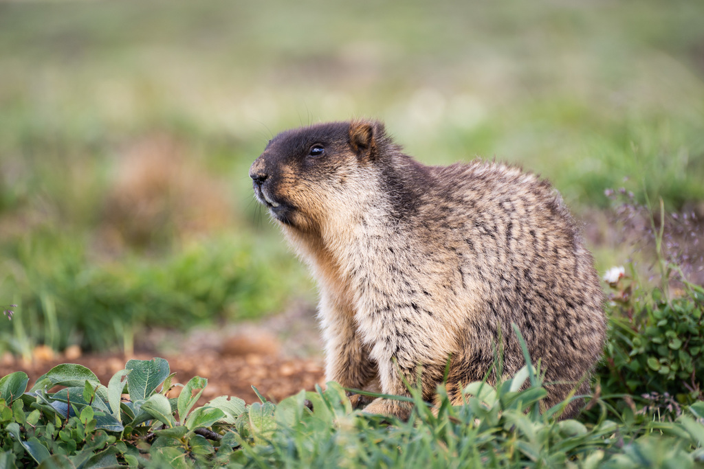 Black-capped Marmot (Marmota camtschatica) - Know Your Mammals