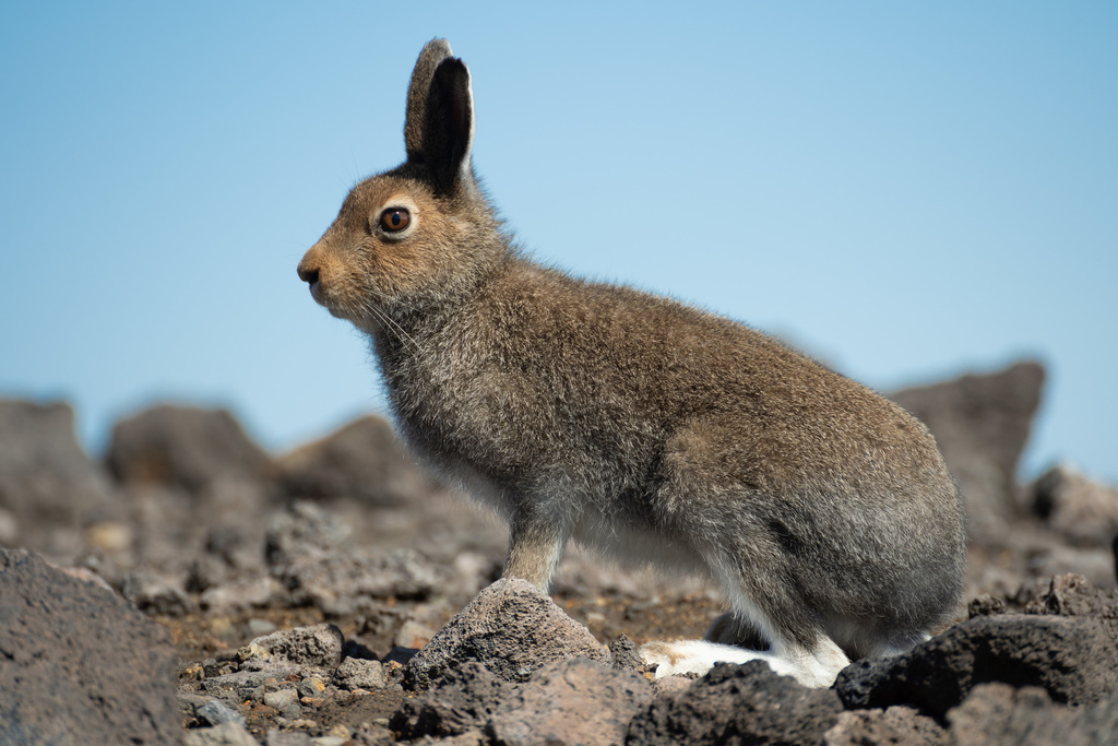 Mountain Hare (Lepus timidus) - Know Your Mammals