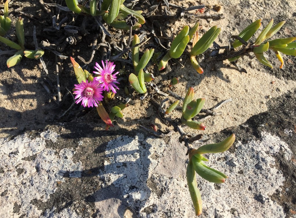 Creeping Tentfig from Leentjiesklip, Langebaan, 7357, South Africa on ...