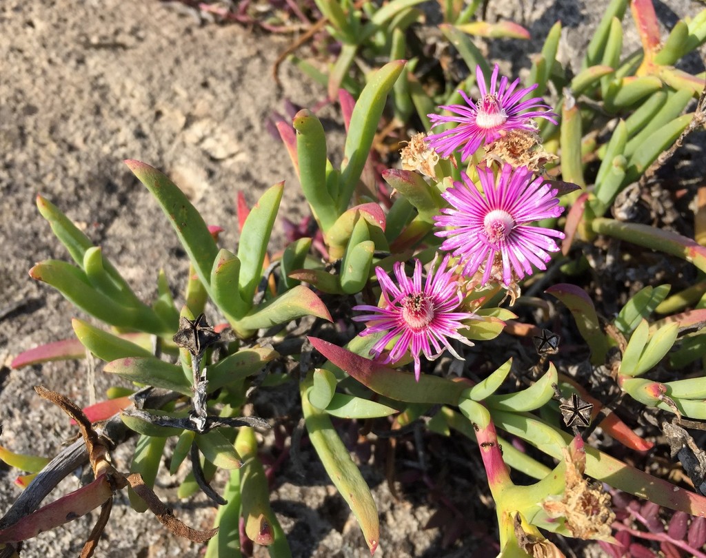 Creeping Tentfig from Myburgh Park, Langebaan, 7357, South Africa on ...