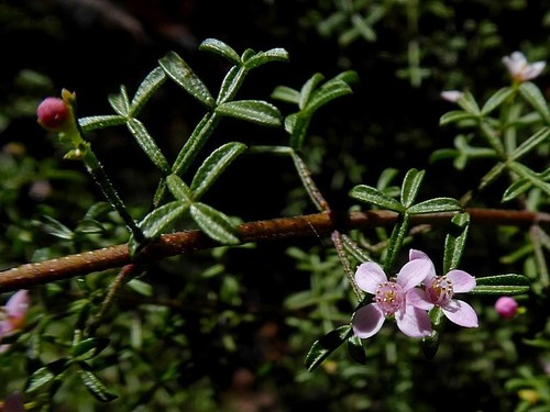 Subspecies Cyanothamnus anemonifolius variabilis · iNaturalist United ...