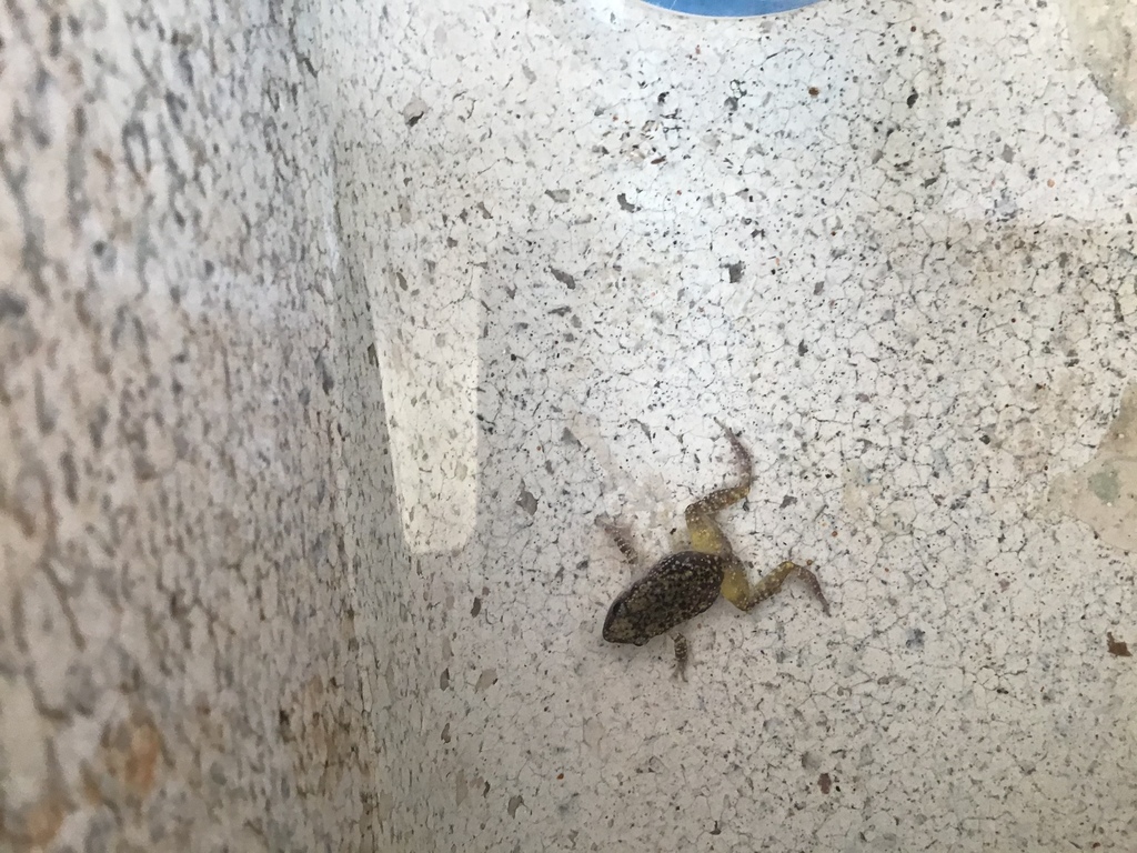 Spotted Chirping Frog from Calle Viña San Jose, La Tortuga, QRO, MX on ...