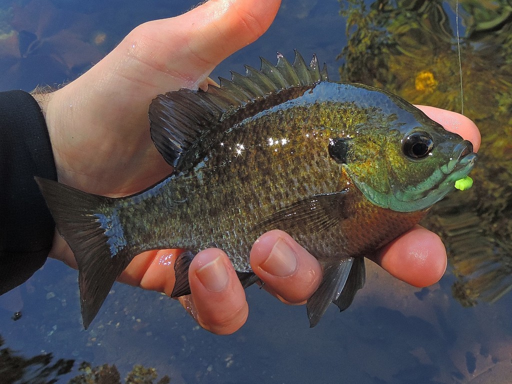 Bluegill from Liberty Dam Trail on September 21, 2020 at 10:43 AM by ...