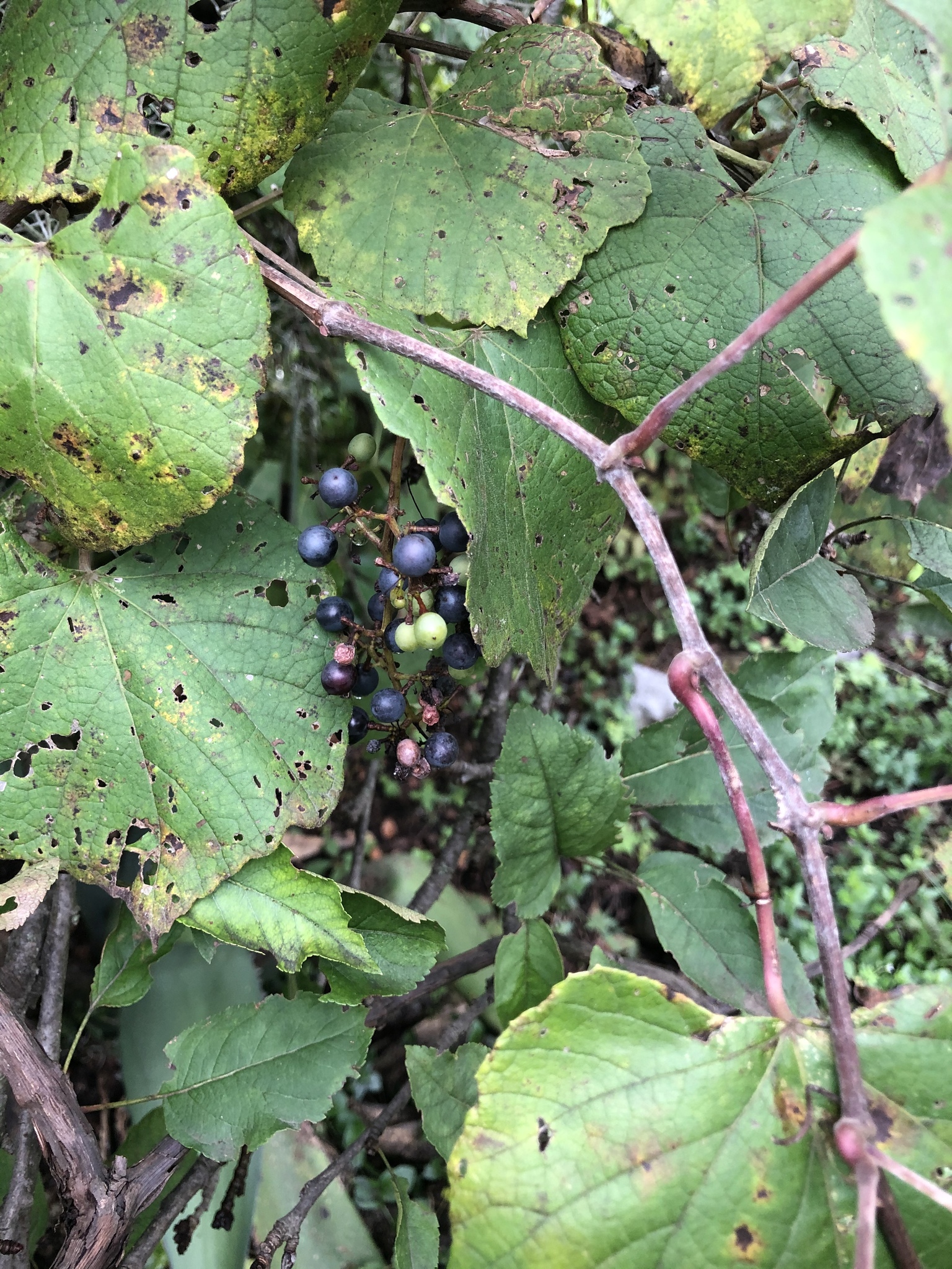 Vitis berlandieri Planch.