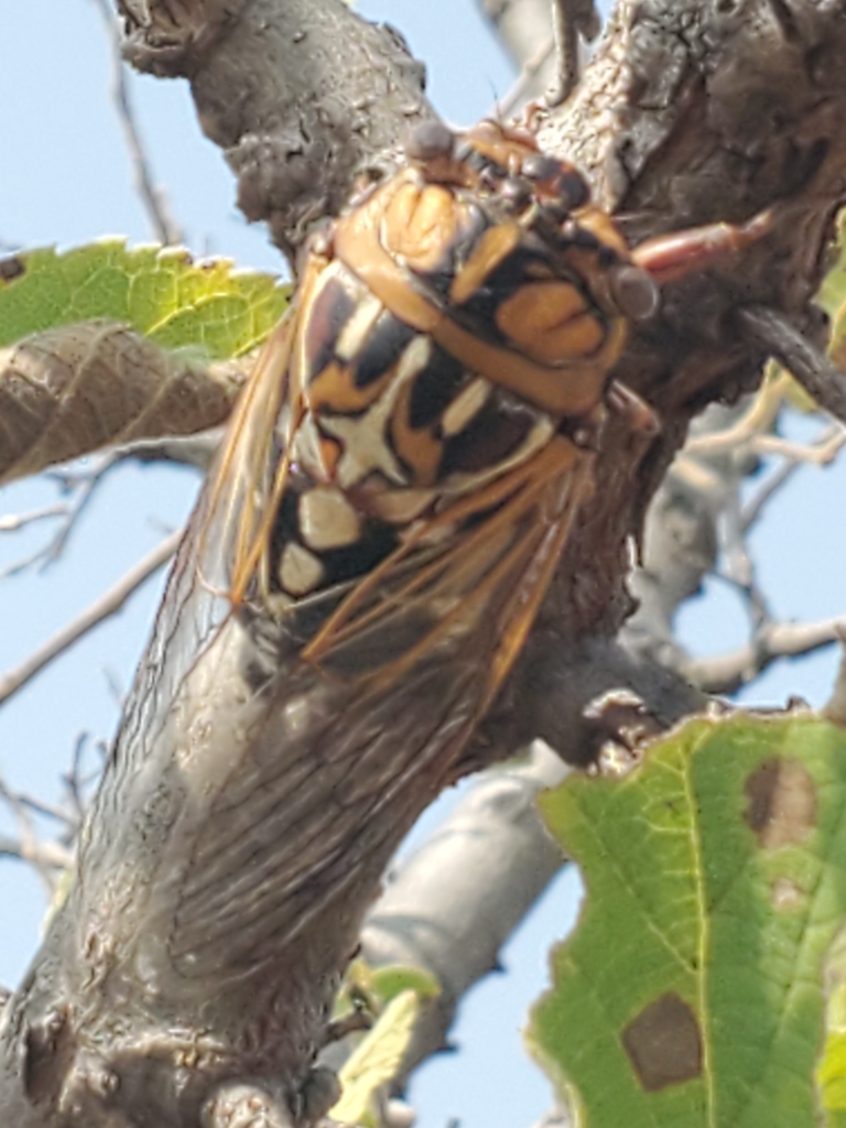 Cole's Bush Cicada from Beaver, OK 73932, USA on September 21, 2020 at ...