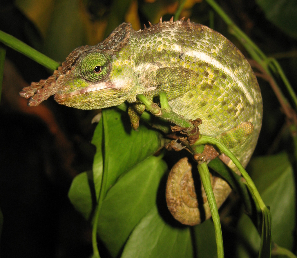 Uluguru Two-horned Chameleon in July 2014 by Mike Fisher. Rare group of ...