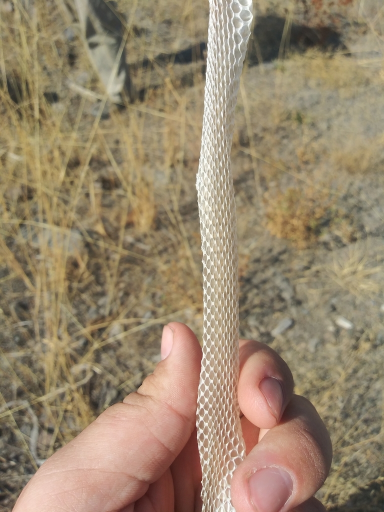 Colubrine Snakes from Union County, US-OR, US on September 21, 2020 at ...