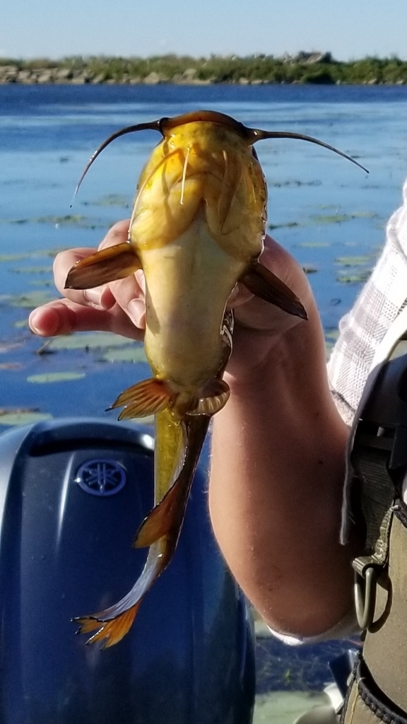 Yellow Bullhead from Rondeau Bay on September 18, 2020 at 10:04 AM by ...