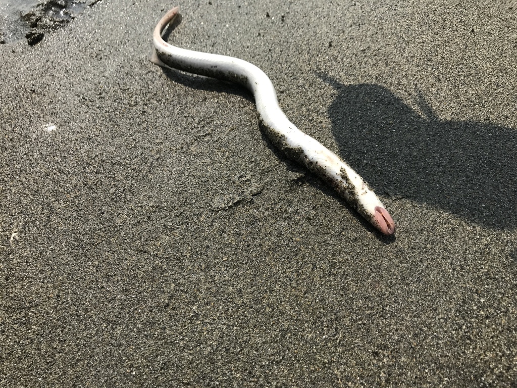 Pacific Lamprey (Entosphenus tridentatus) - Marine Life Identification