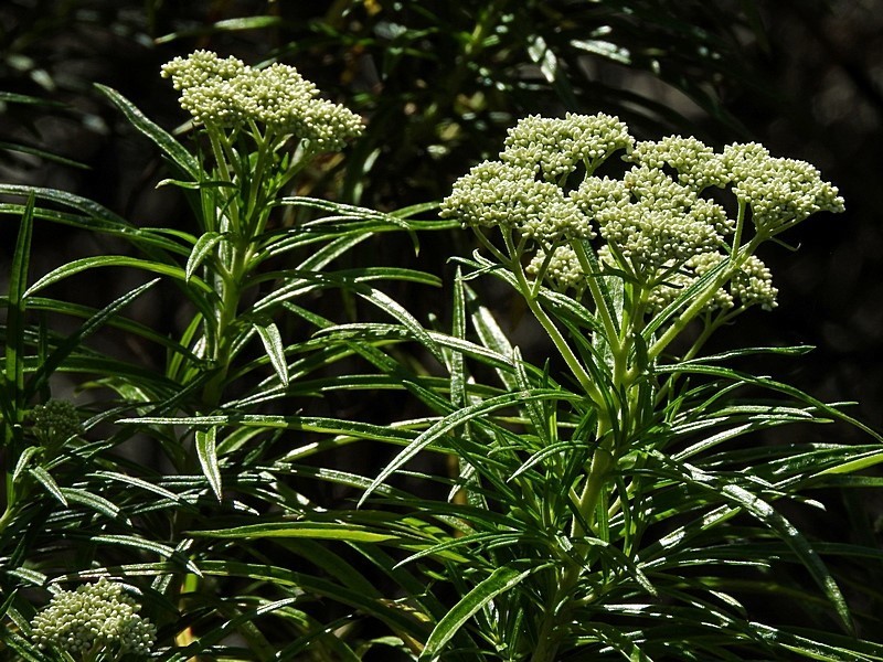 Shiny Cassinia (Cassinia longifolia) - Botanical Realm