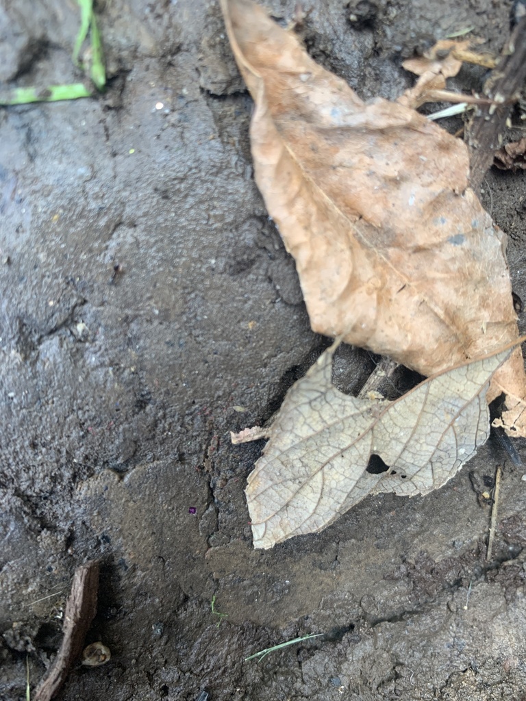 American Winter Ant on September 21, 2020 at 02:40 PM by epltt4 ...