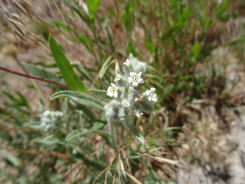 Variety Cryptantha cinerea jamesii · iNaturalist