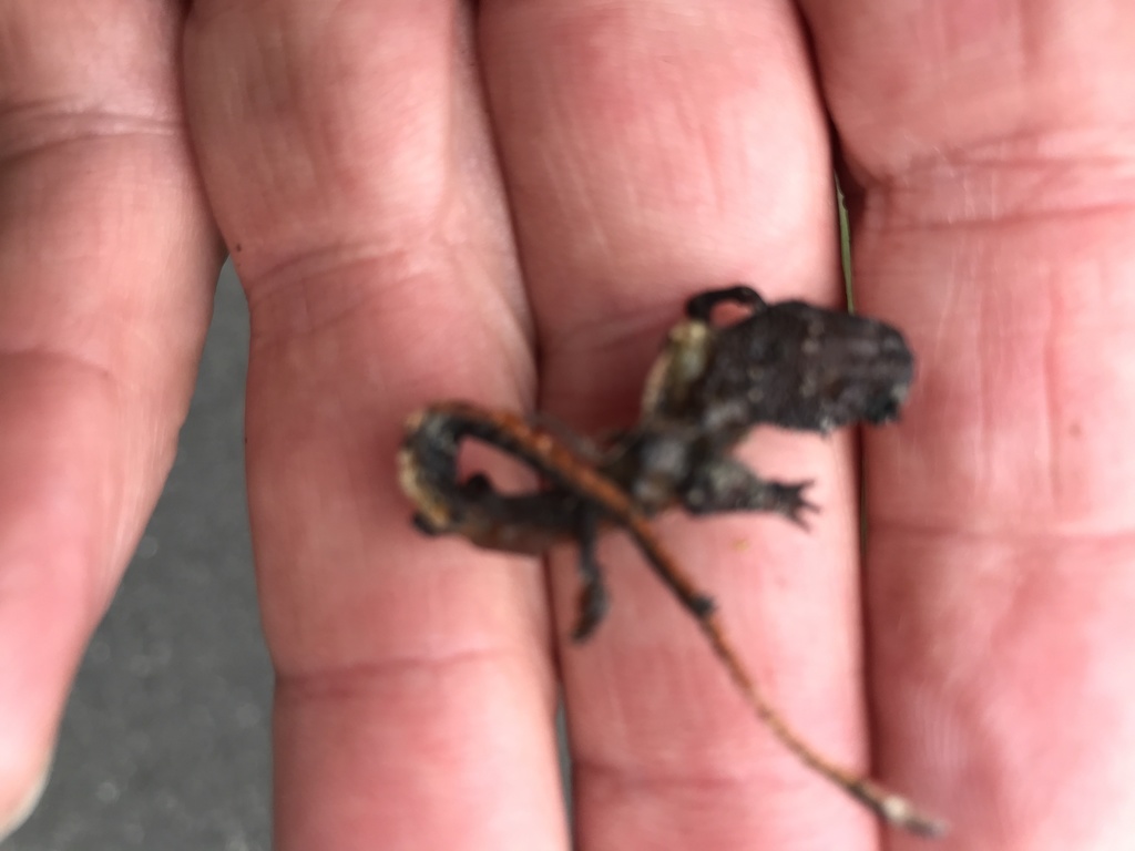 Rough-skinned Newt from Vashon Island, Vashon, WA, US on September 21 ...