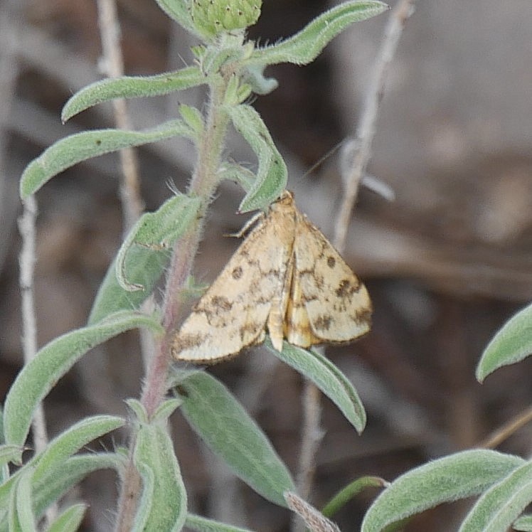 Mottled Pyrausta Moth from Middle Frisco Trail No. 801,CR 13, Del Norte ...