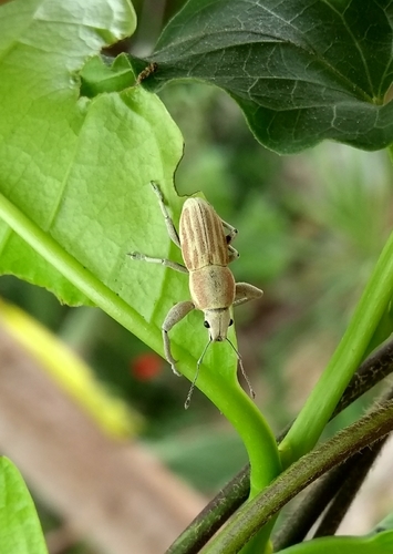 Pantomorus stupidus · iNaturalist