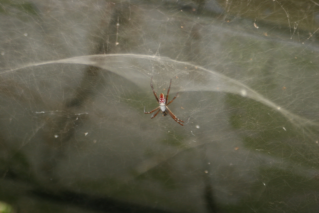 Dome Web Spider from Yigo, Guam on January 9, 2015 at 07:09 AM by B. P ...
