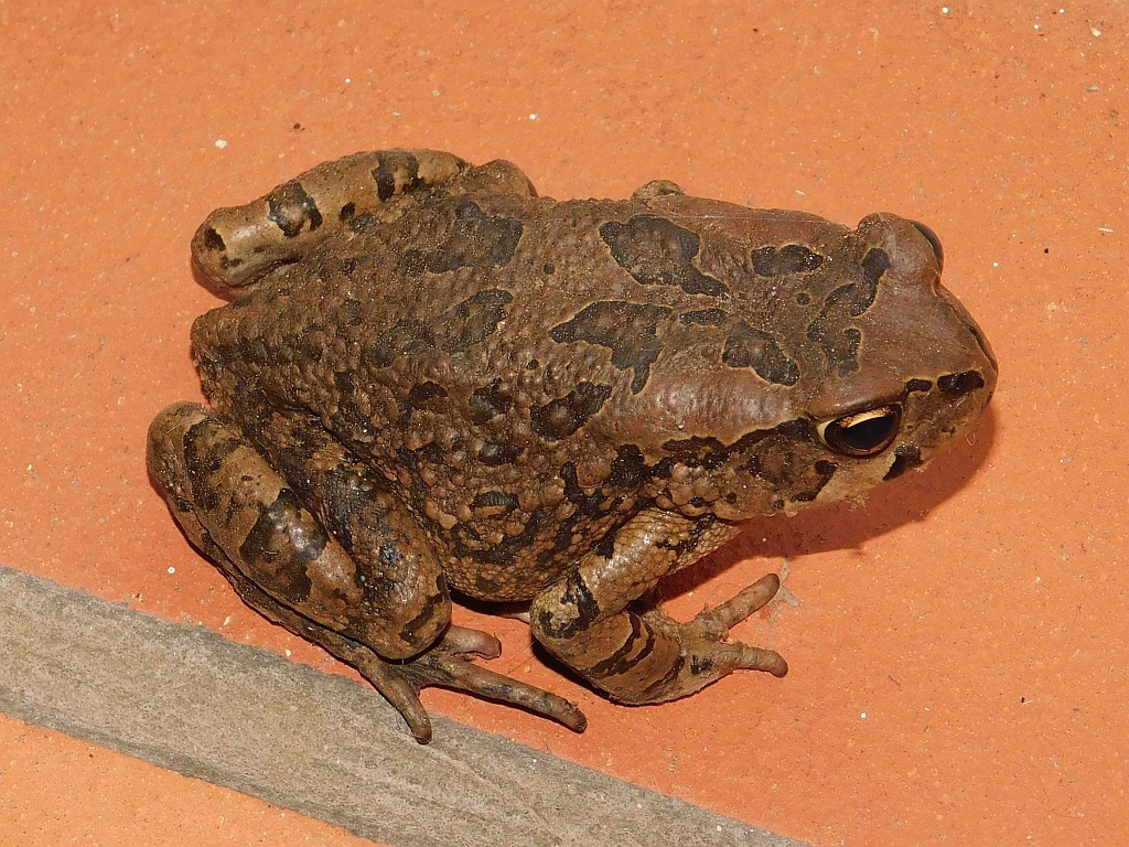 Raucous Toad from Greyton, 7233, South Africa on September 18, 2020 at ...
