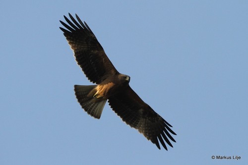 Booted Eagle (Birds of Tiruvannamalai) · iNaturalist