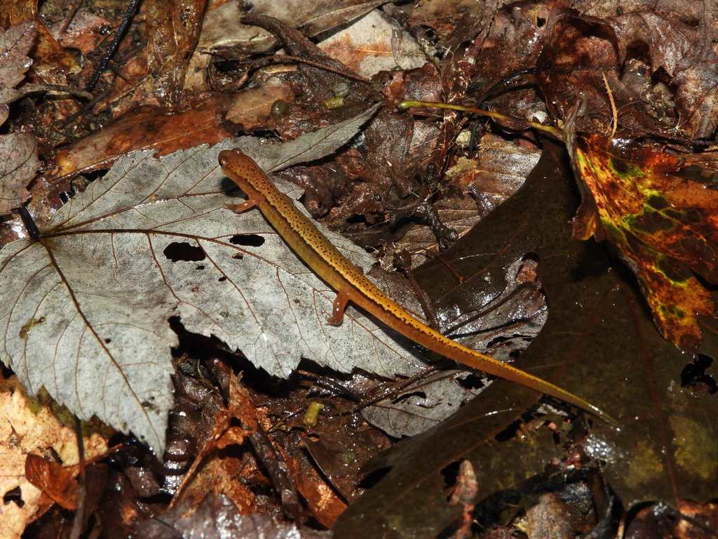 Blue Ridge Two-lined Salamander from Patrick County, VA, USA on August ...