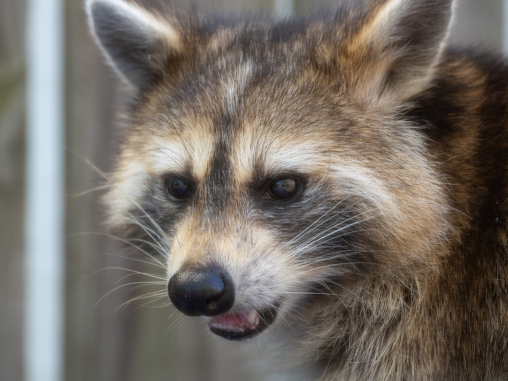 Common Raccoon from Rosslyn, Arlington, VA, USA on September 21, 2020 ...