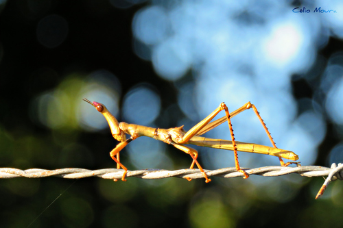 Jumping Sticks (Genus Stiphra) · iNaturalist United Kingdom