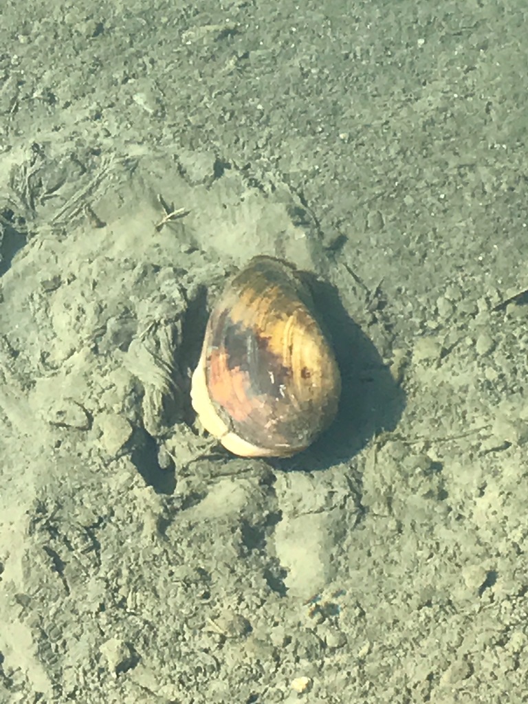 Eastern Floater from 651 noah wood road, south woodstock on August 6 ...