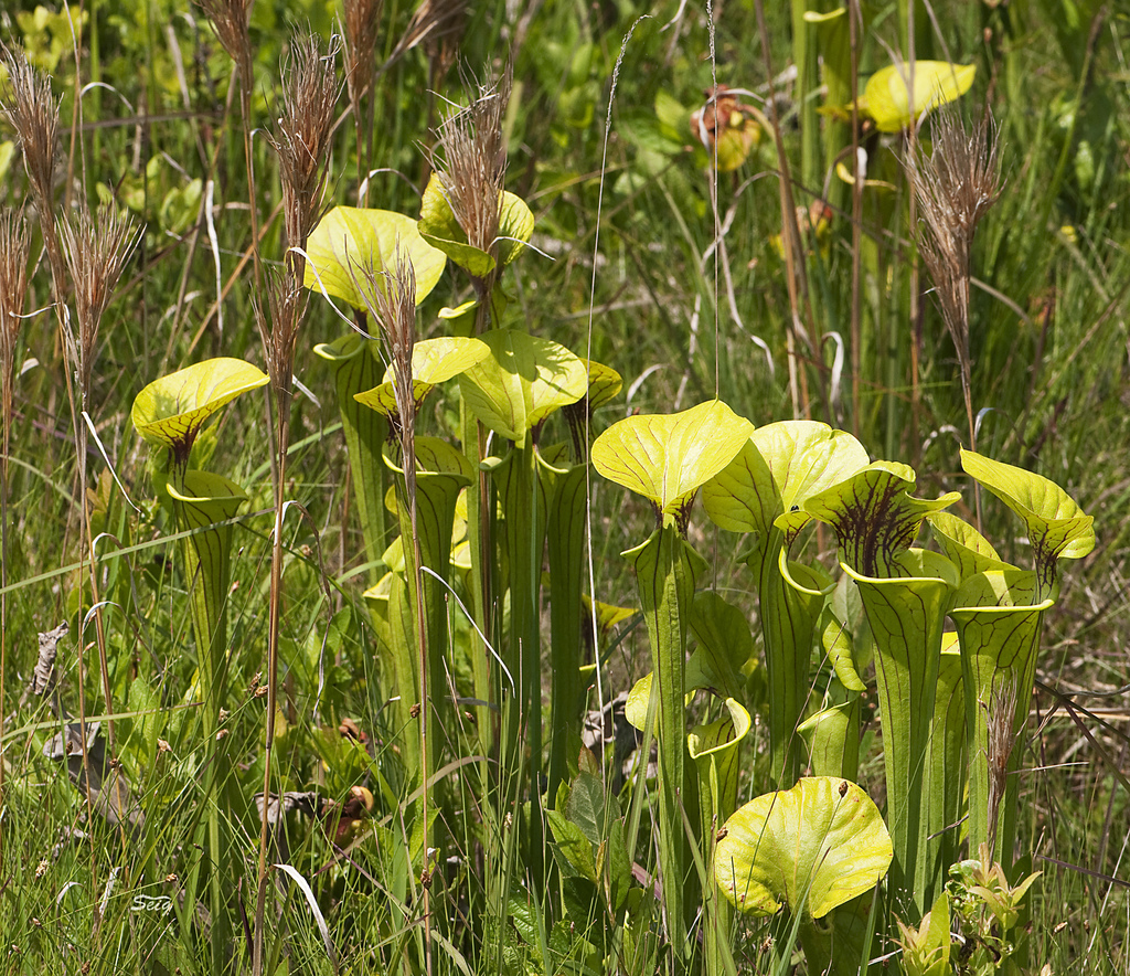 yellow pitcher plant in June 2010 by Seig. Yellow Pitcher PlantÂ ...