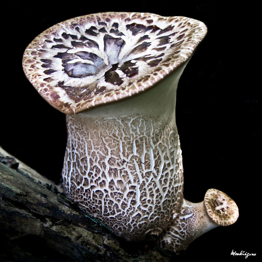Dryad's Saddle (Dead Man's Hollow Conservation Area) · iNaturalist