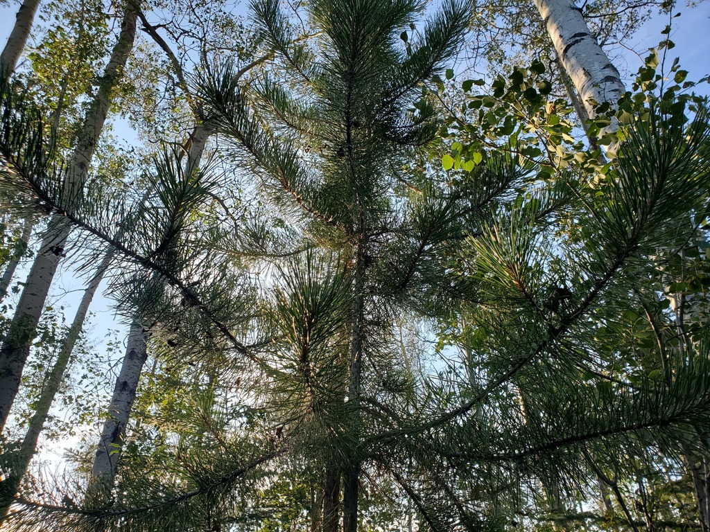lodgepole pine from Peace River, British Columbia, Canada on August 11 ...