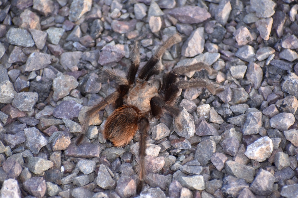 Texas Brown Tarantula from Texas Oak Dr, Alpine, TX, US on September 21 ...