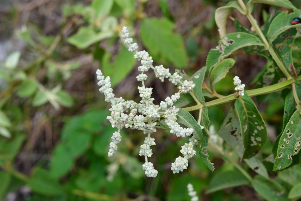 (Buddleja crotonoides) - Botanical Realm
