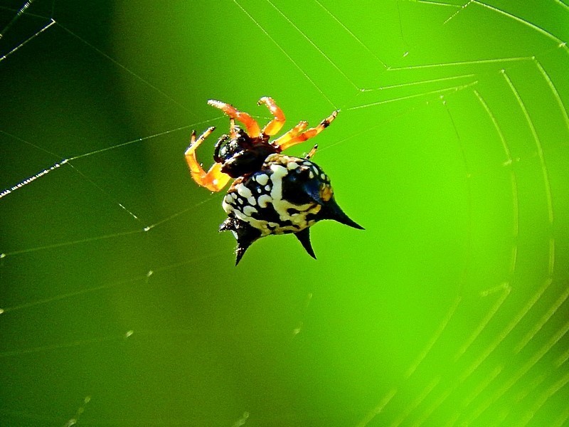 Christmas Jewel Spider from Bermagui, NSW on April 24, 2018 at 08:48 PM ...