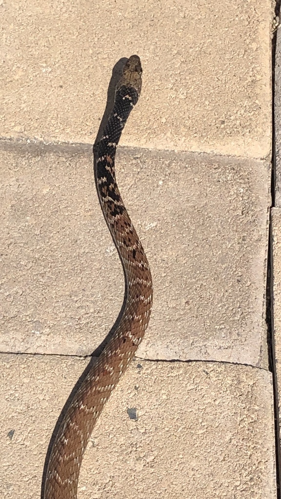 Coachwhip from Pines To Palms Hwy, Palm Desert, CA, US on September 21 ...