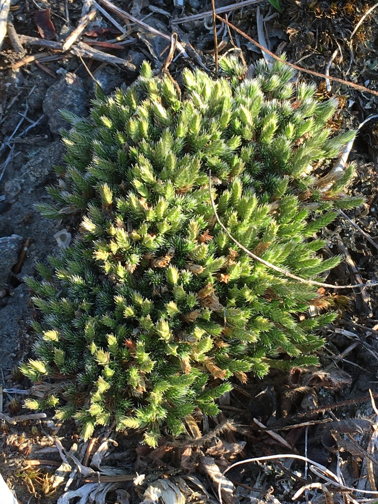 rock spikemoss in September 2020 by Lisa Proulx · iNaturalist