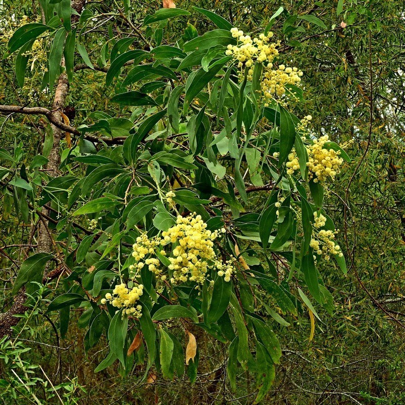 Large-leaf Hickory-wattle (Acacia falciformis) - Botanical Realm