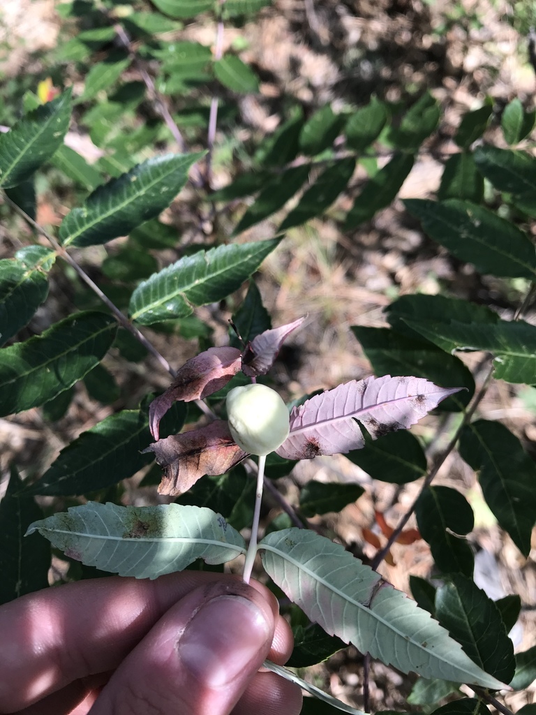 Sumac Gall Aphid from Gila National Forest, Pinos Altos, NM, US on ...
