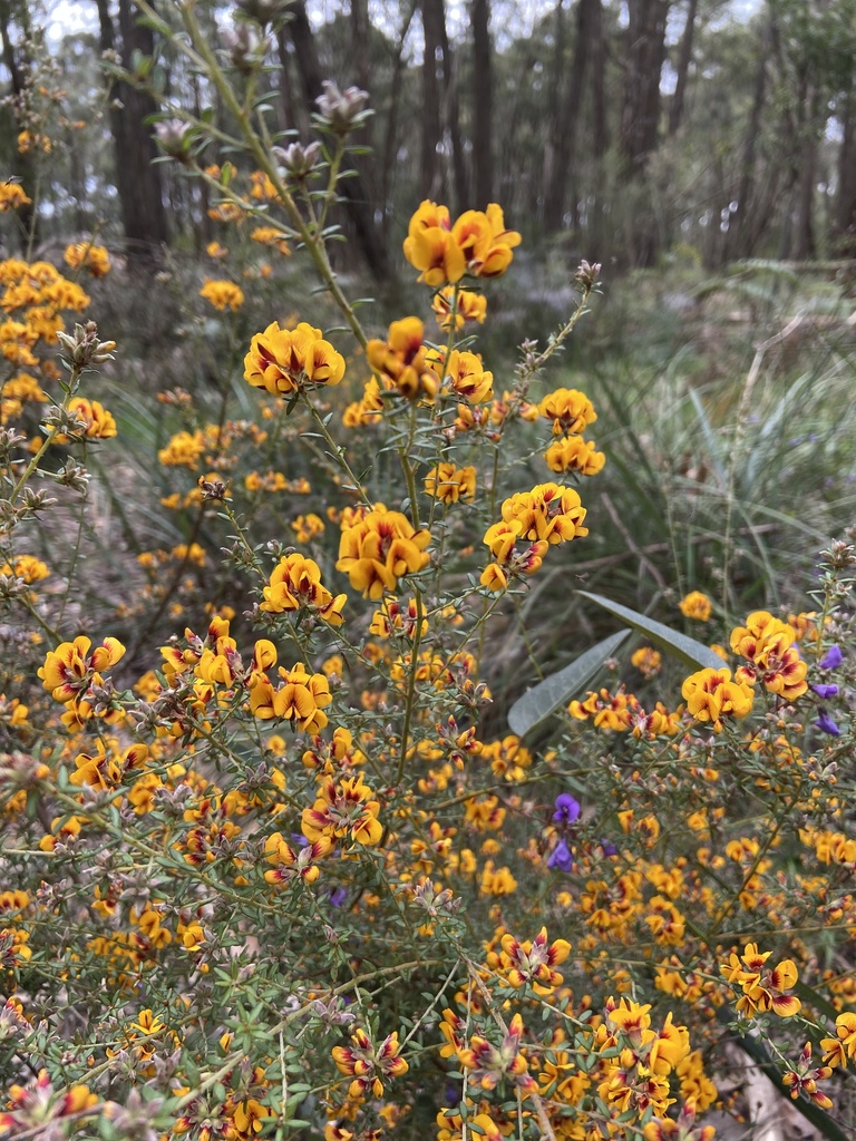 golden bush-pea (Pultenaea gunnii) - Botanical Realm