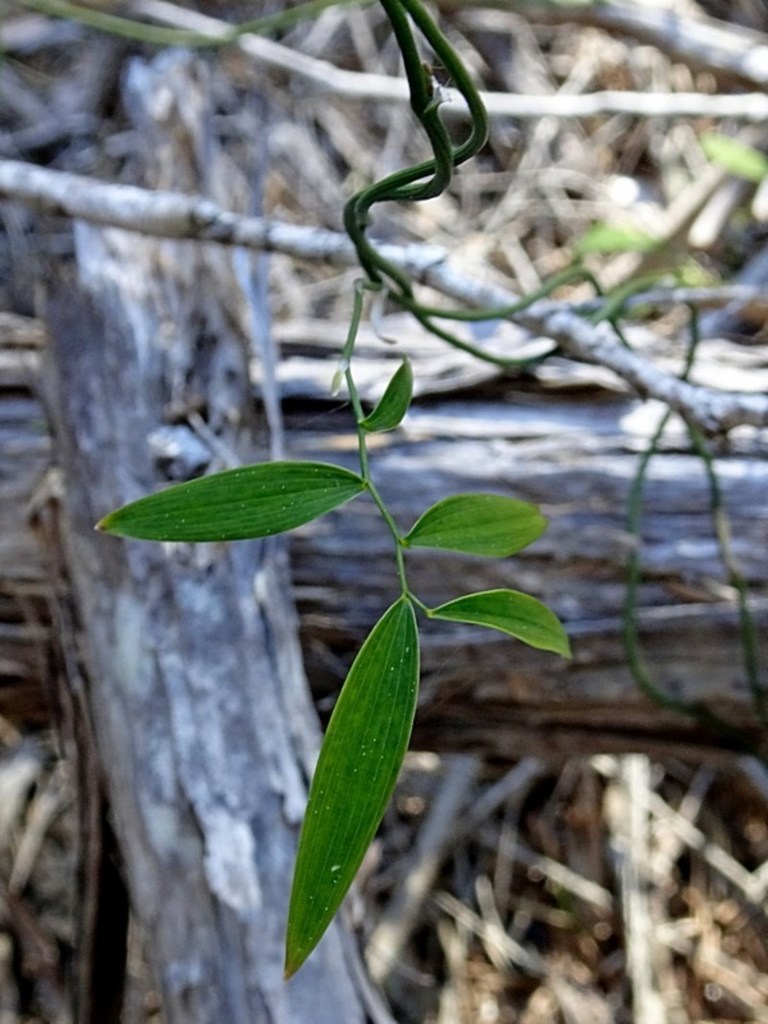Wombat Berry from Bournda National Park on August 27, 2017 at 01:54 AM ...