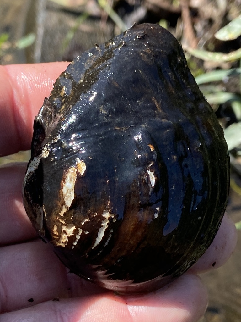 Three-horn Wartyback from Locust Fork, Cleveland, AL, US on September ...