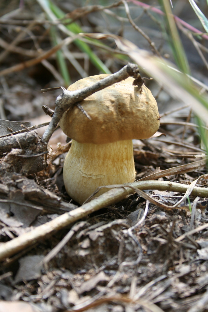 King Bolete from Conroe, TX, USA on September 19, 2020 at 12:03 PM by ...