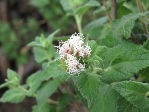 Amargoso (Ageratina scorodonioides)