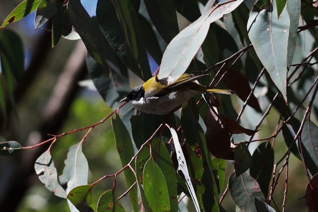 White-naped Honeyeater from Gibraltar Range NSW 2370, Australia on ...