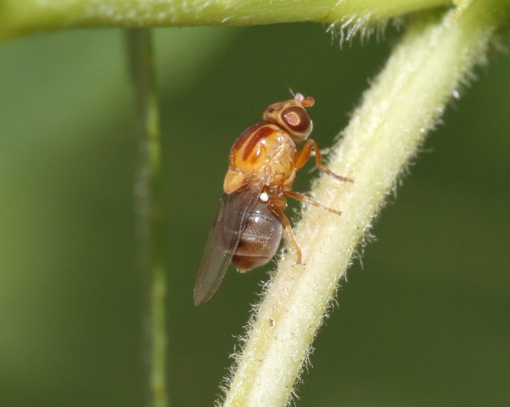Thaumatomyia rubida from San Joaquin Marsh, Irvine, CA 92612, USA on ...