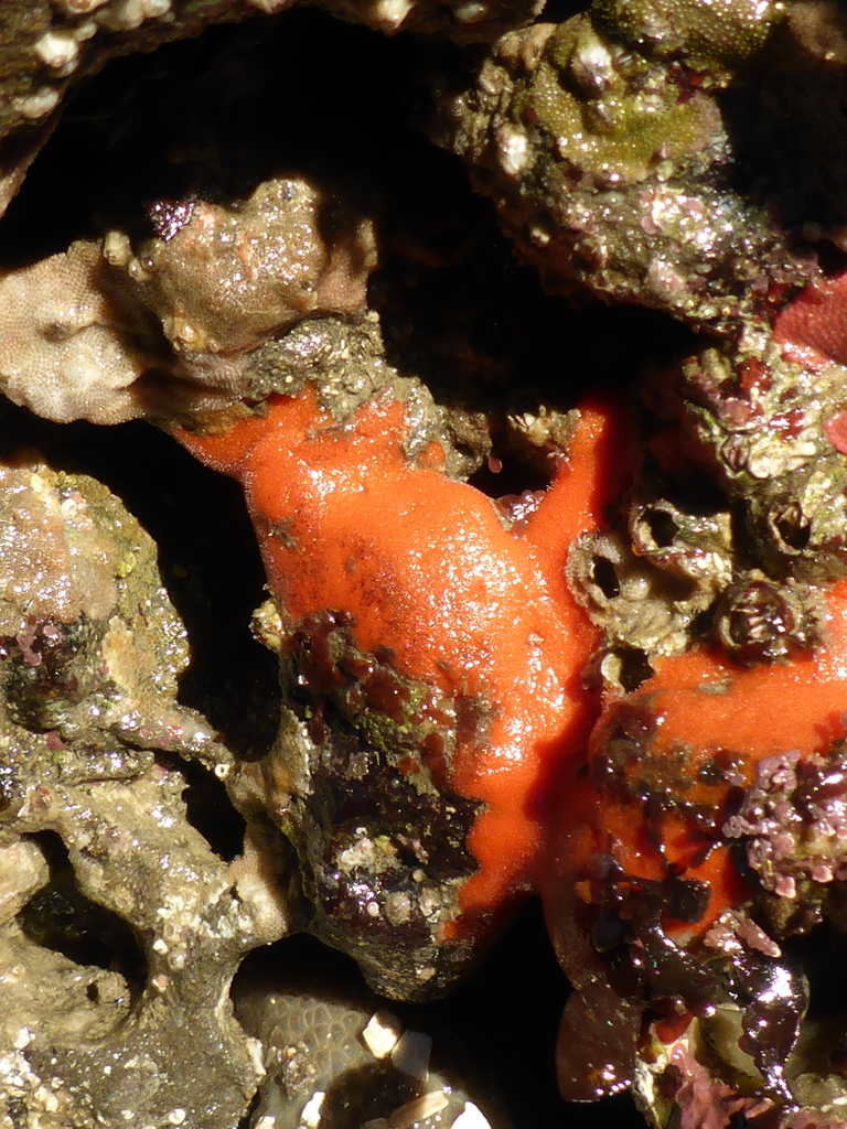Red Volcano Sponge from Pillar Point, Princeton-by-the-Sea, Calif ...